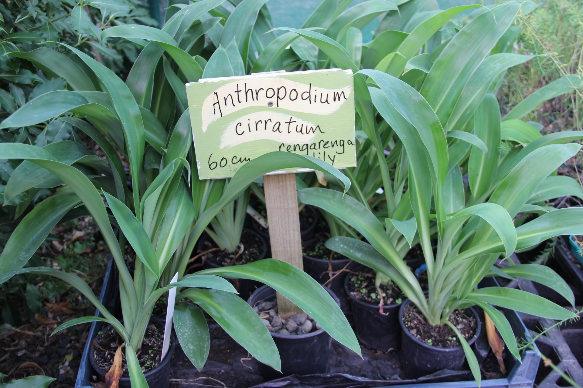 Living Streams Community Nursery - reWild Wainui